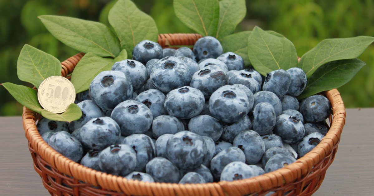morinohatake | Premium Japanese Blueberries | The Blueberry Farm in ...